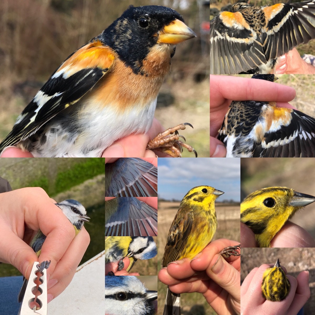 Farmland ringing – Young Naturalist: Izzy Fry