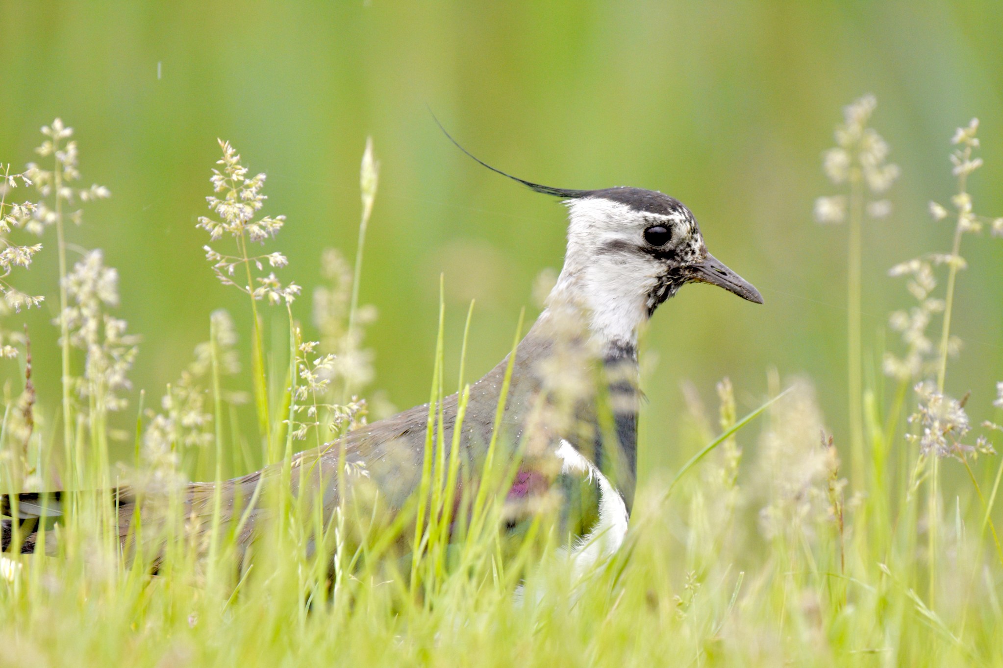 Gallery – Young Naturalist: Izzy Fry